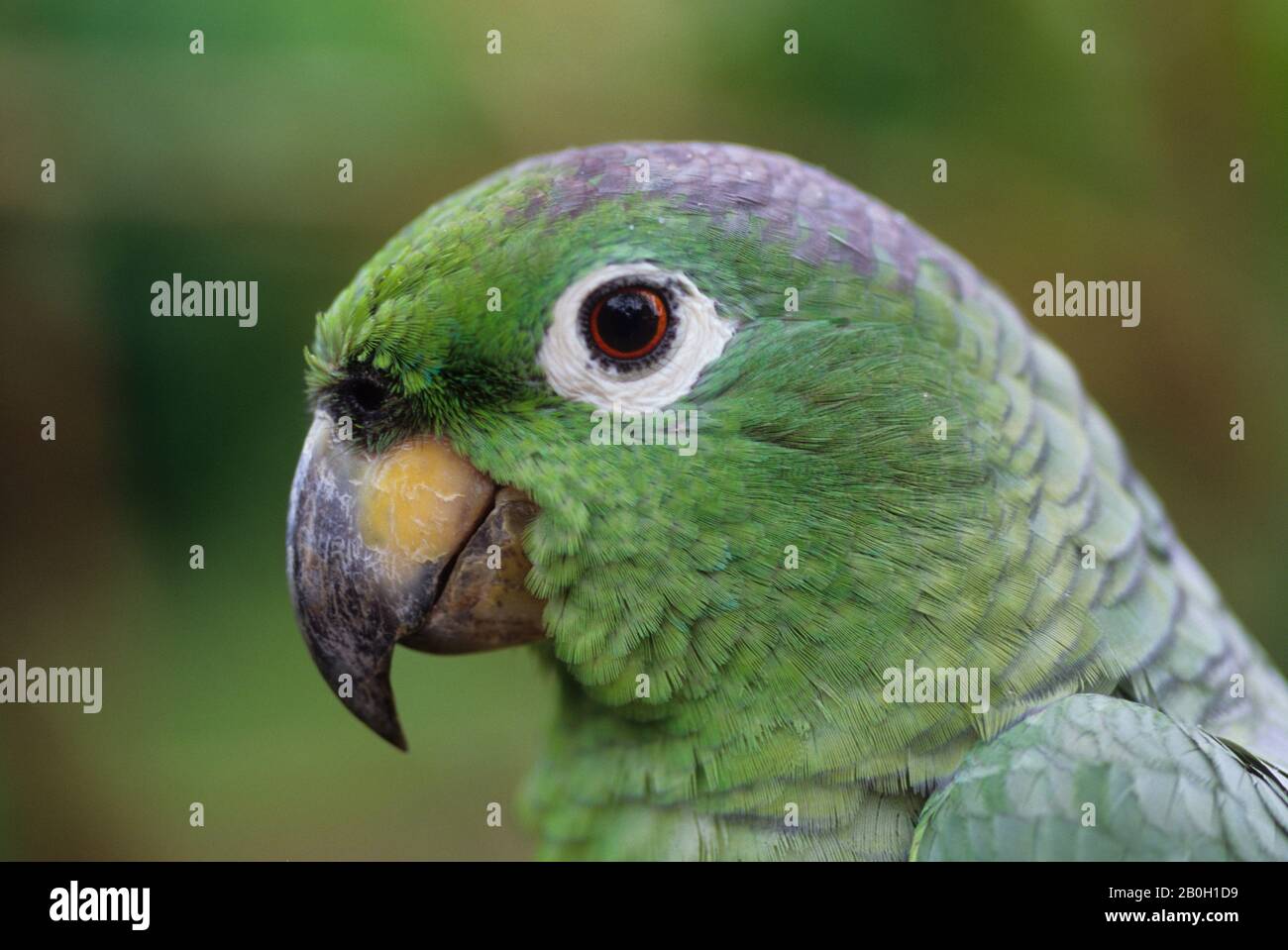 Parrots rio hi-res stock photography and images - Alamy