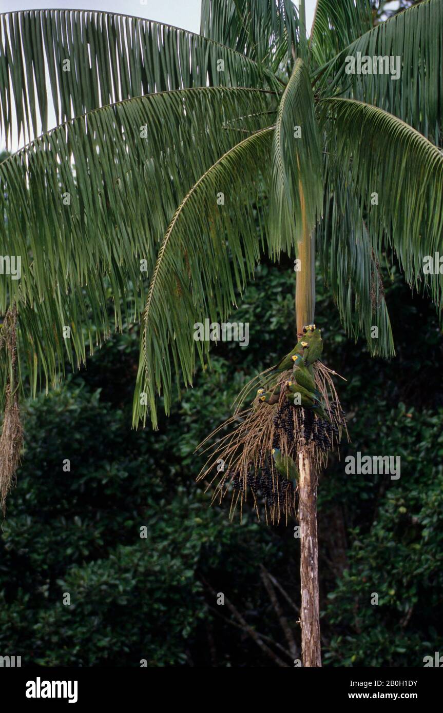 ECUADOR, AMAZON BASIN, RIO NAPO, RAINFOREST, RED-BELLIED MACAWS FEEDING ...