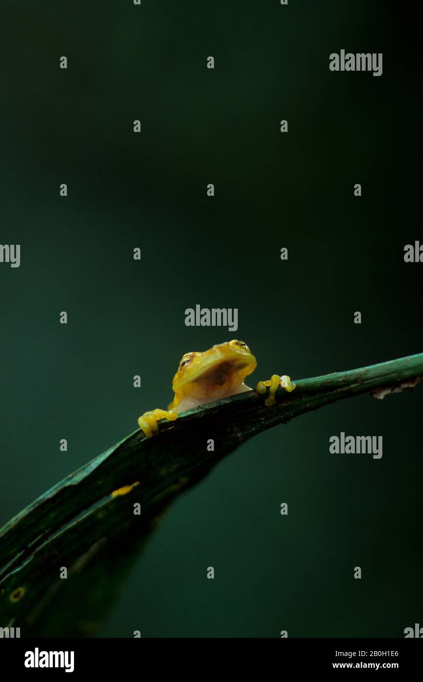 ECUADOR, AMAZON BASIN, RIO NAPO, RAINFOREST, GLASS FROG Stock Photo - Alamy