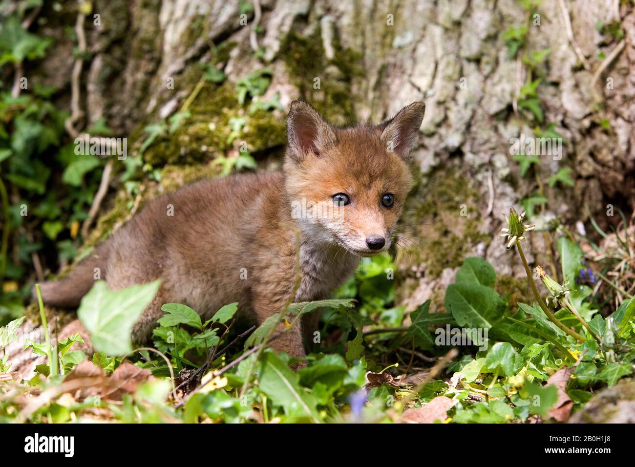 Red Fox, vulpes vulpes, Cub, Normandy Stock Photo - Alamy