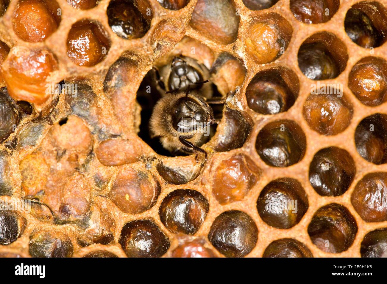 Brood comb hi-res stock photography and images - Alamy