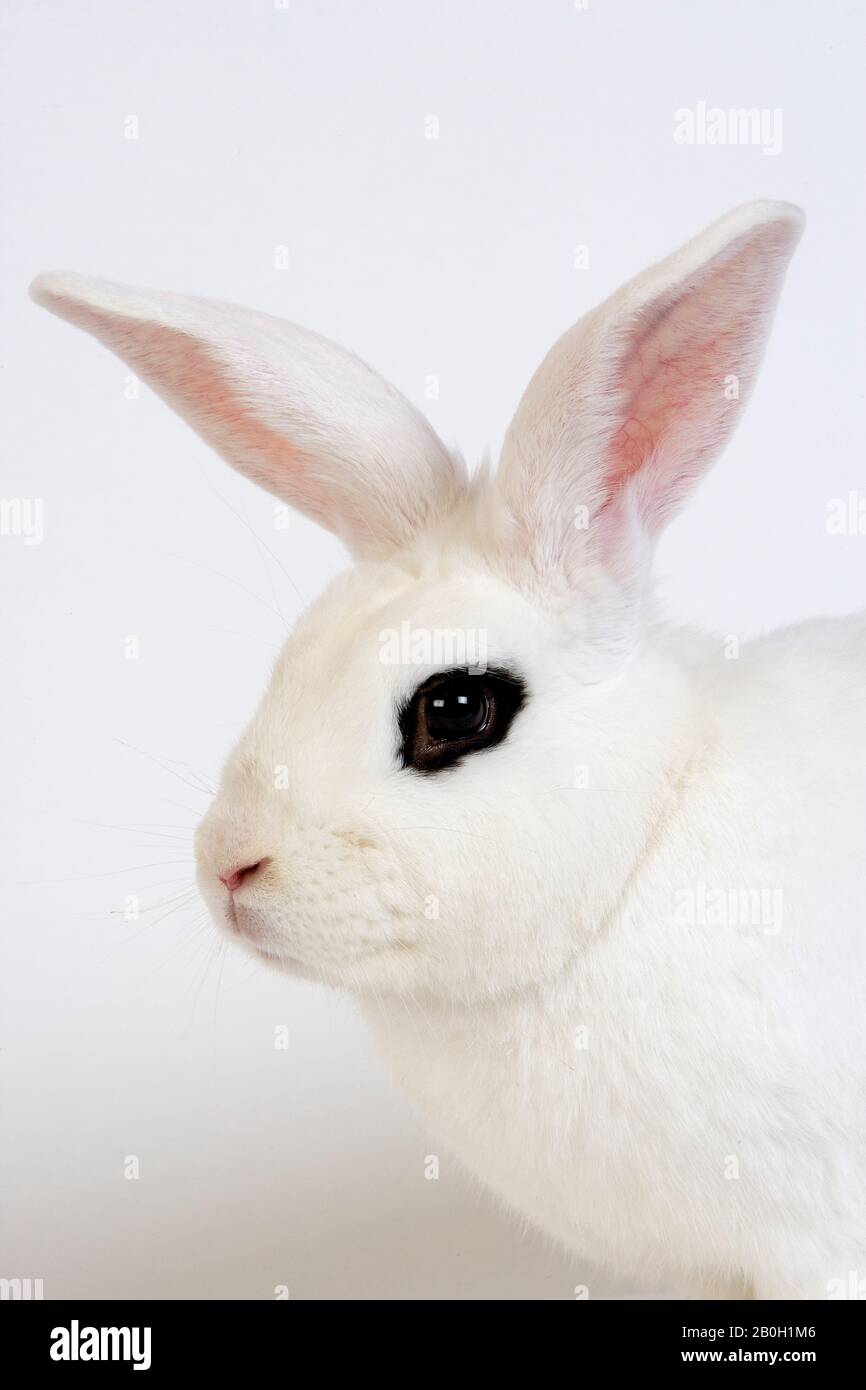 Hotot Domestic Rabbit, Breed From Normandy Stock Photo - Alamy
