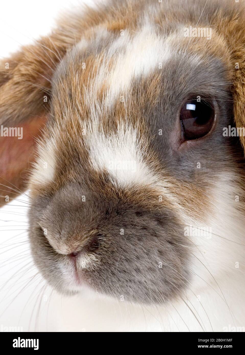 Lop-Eared Domestic Rabbit against White Background Stock Photo - Alamy