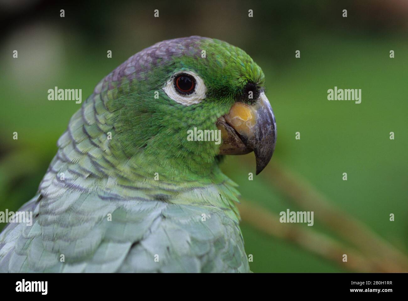 Mealy parrots hi-res stock photography and images - Alamy