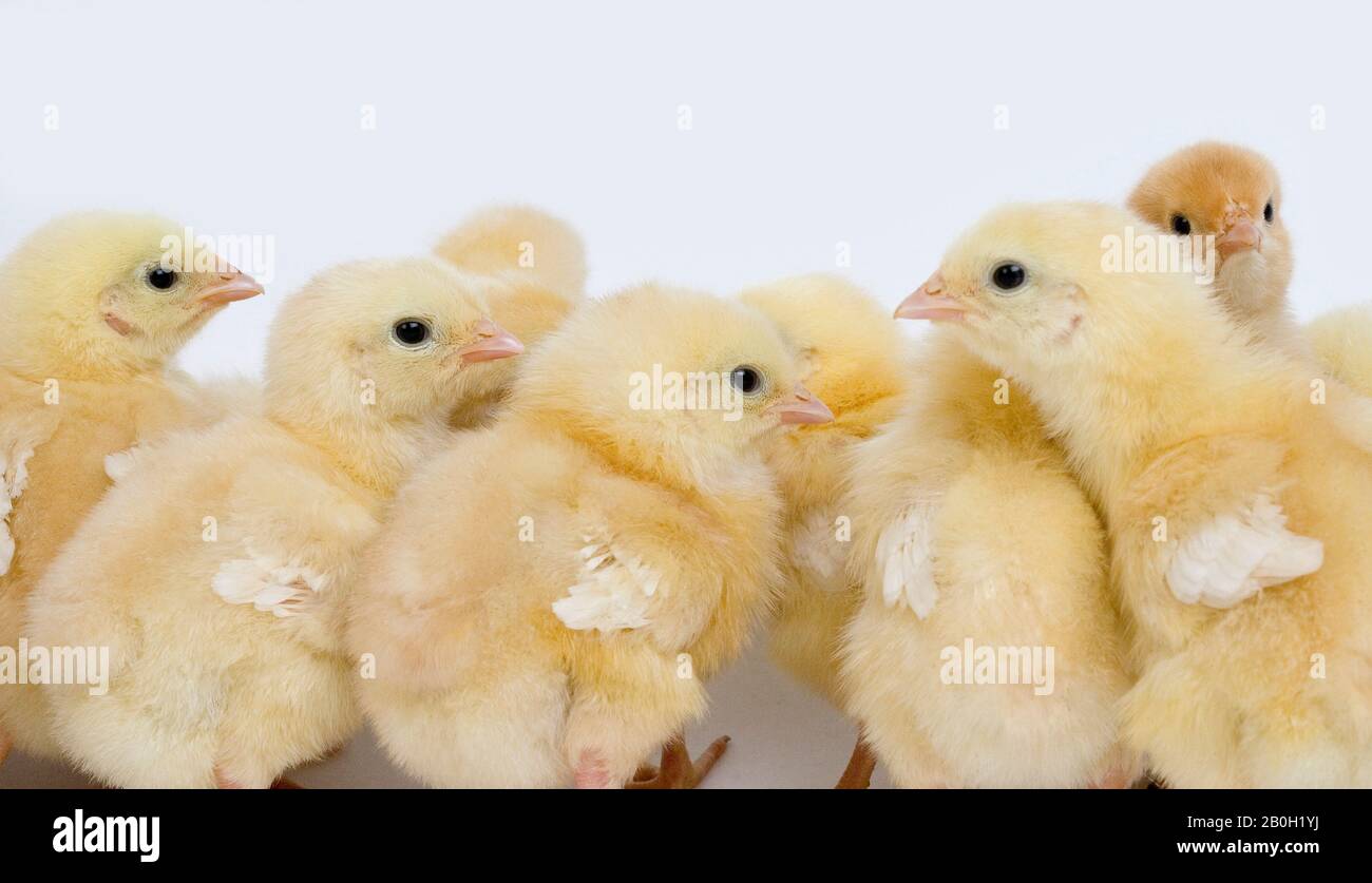 Chicks against White Background Stock Photo - Alamy