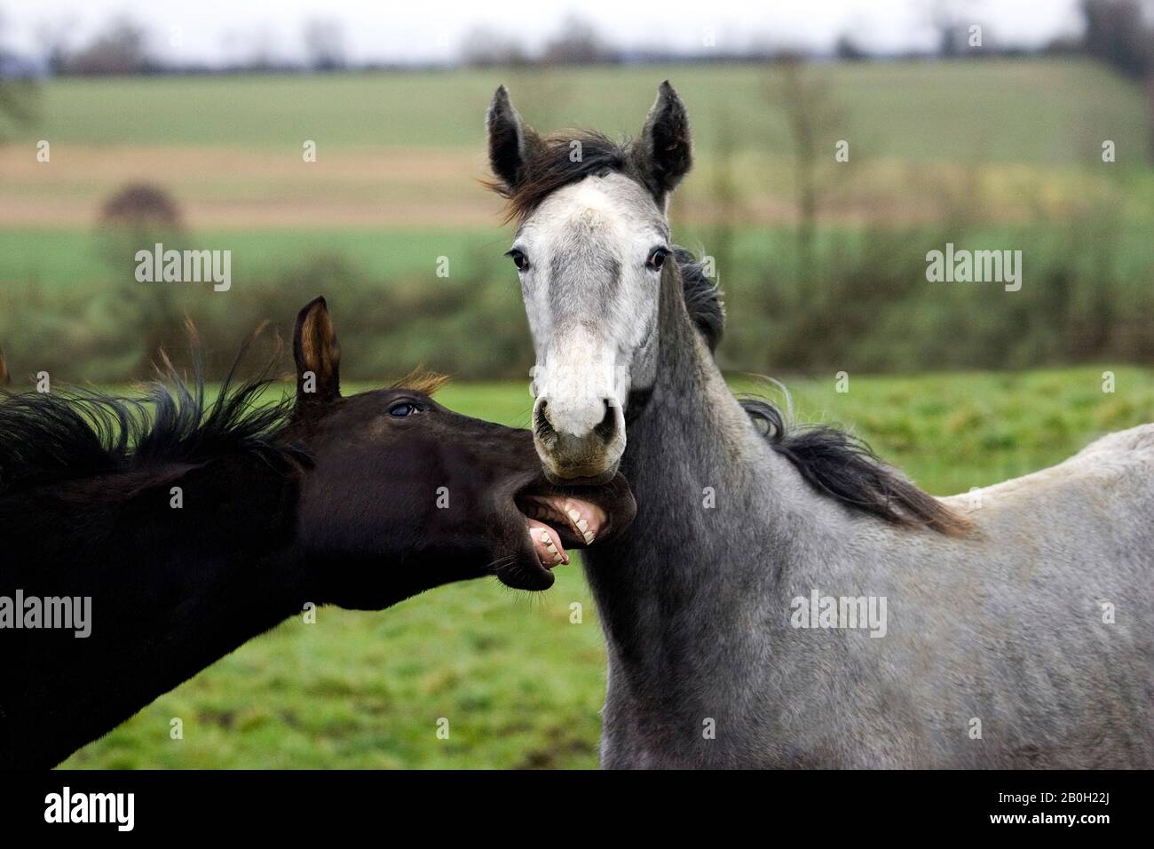 Grey english thoroughbred hi-res stock photography and images - Alamy