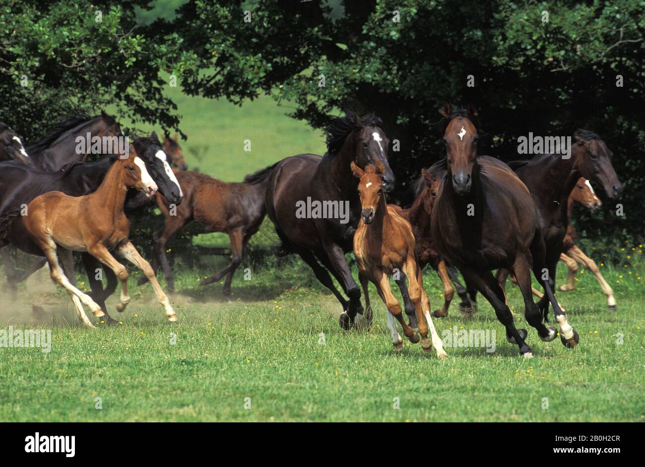 English Thoroughbred, Herd Galloping, Normandy Stock Photo - Alamy