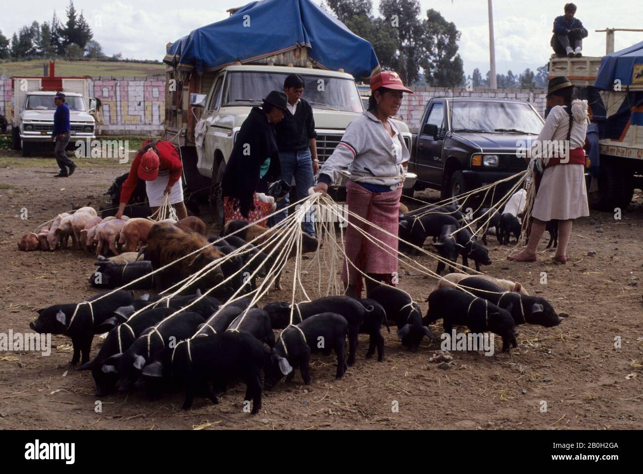 ECUADOR, HIGHLANDS, SAQUASILI ANIMAL MARKET, PIGS Stock Photo - Alamy