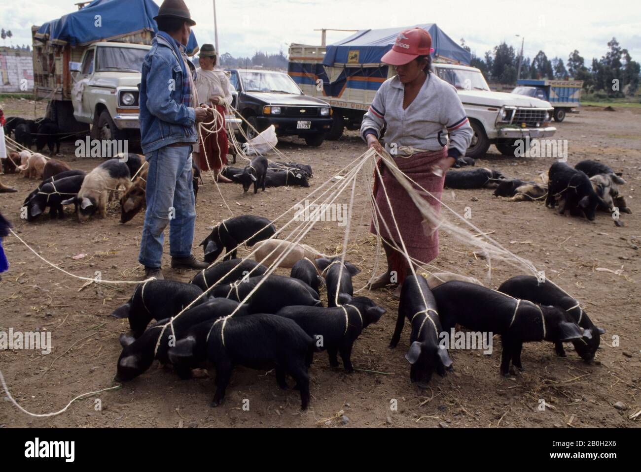 ECUADOR, HIGHLANDS, SAQUASILI ANIMAL MARKET, PIGS Stock Photo - Alamy