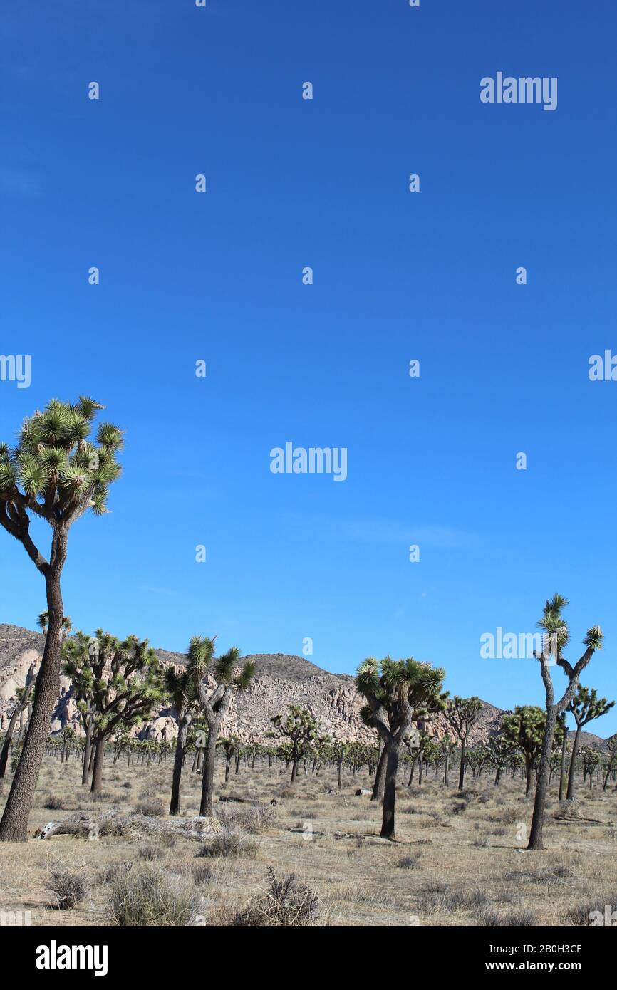 Native plants hi-res stock photography and images - Alamy