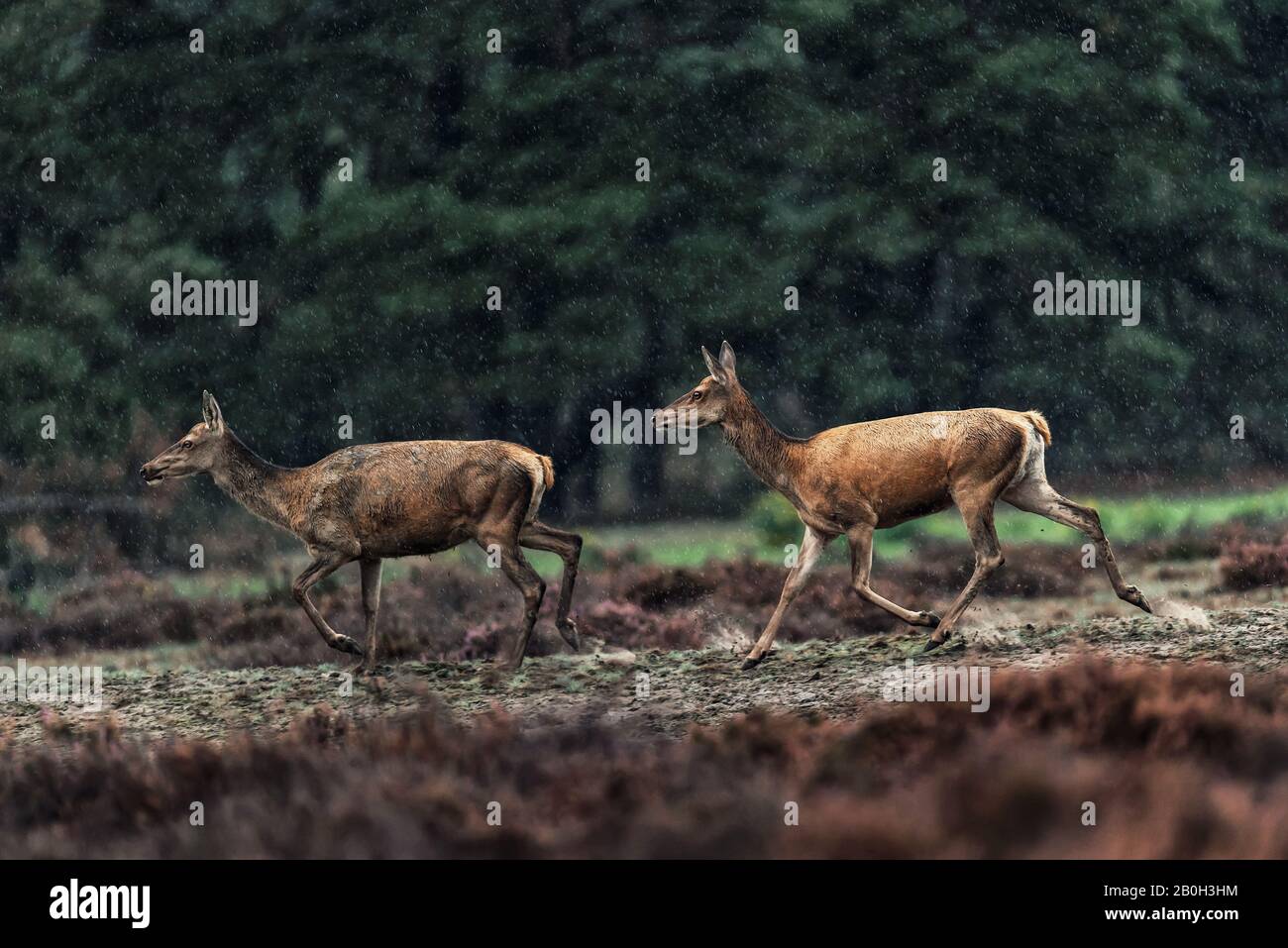 Two red deer doe running in rainy heather landscape Stock Photo - Alamy