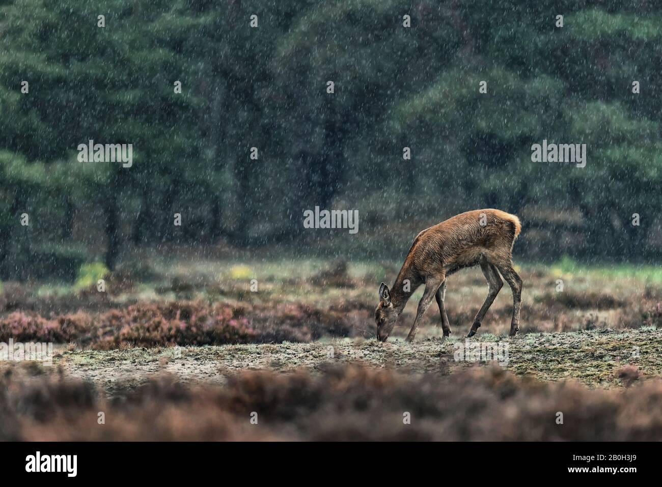 Grazing red deer doe in rain Stock Photo - Alamy