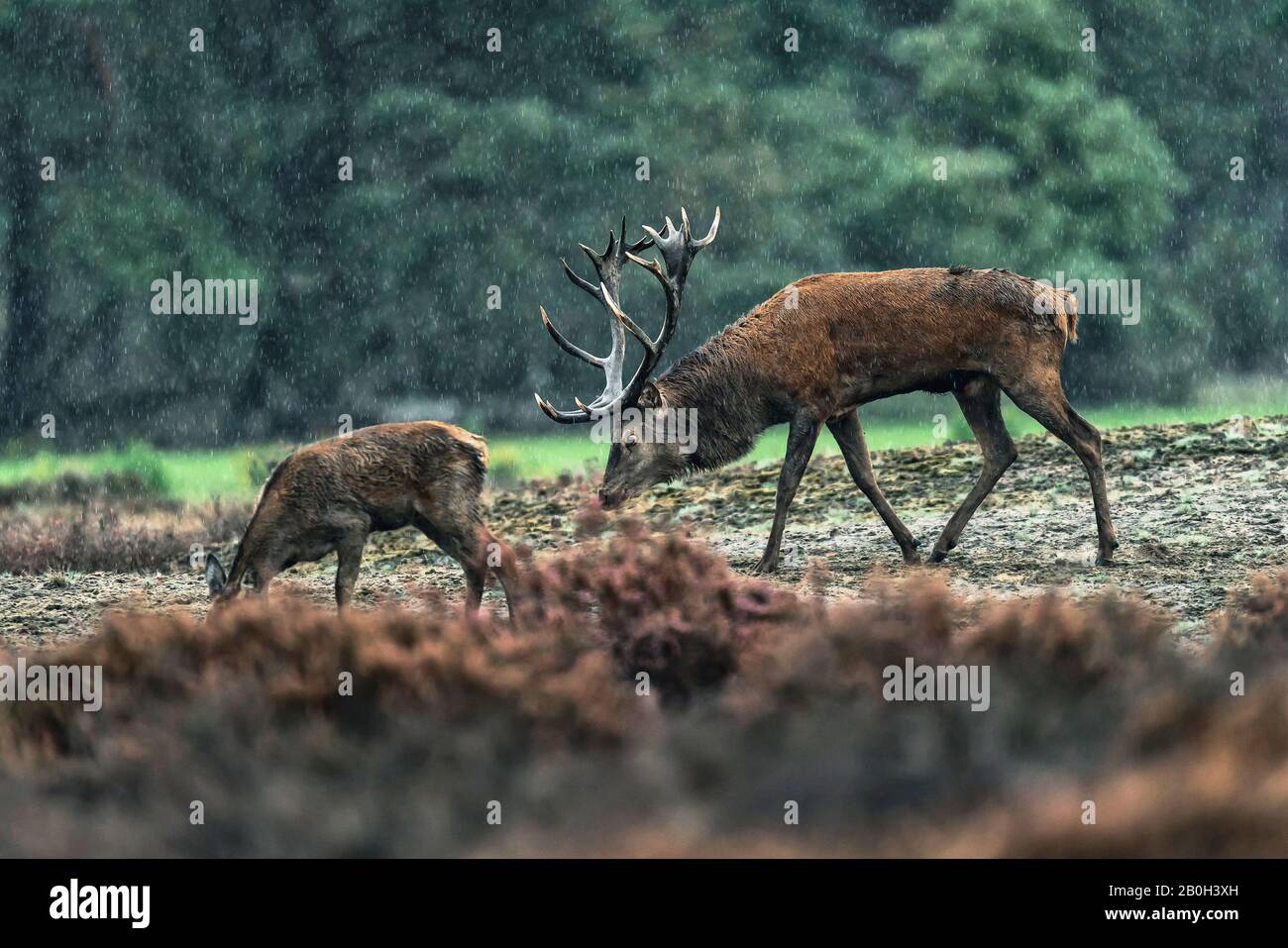 Male deer chasing a female hi-res stock photography and images - Alamy