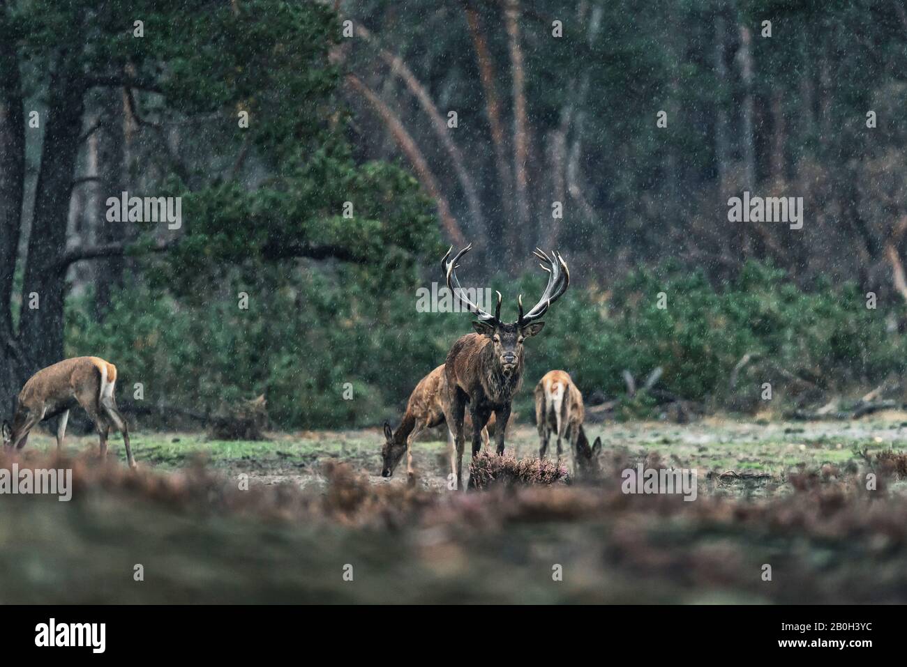 Red deer stag and group of females in rain Stock Photo - Alamy