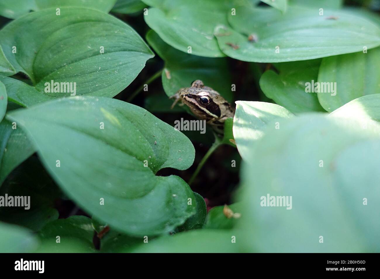 Springfrog hi-res stock photography and images - Alamy