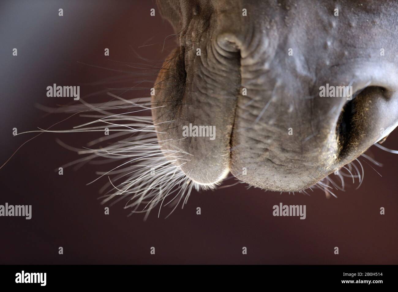 Tactile hair hi-res stock photography and images - Alamy