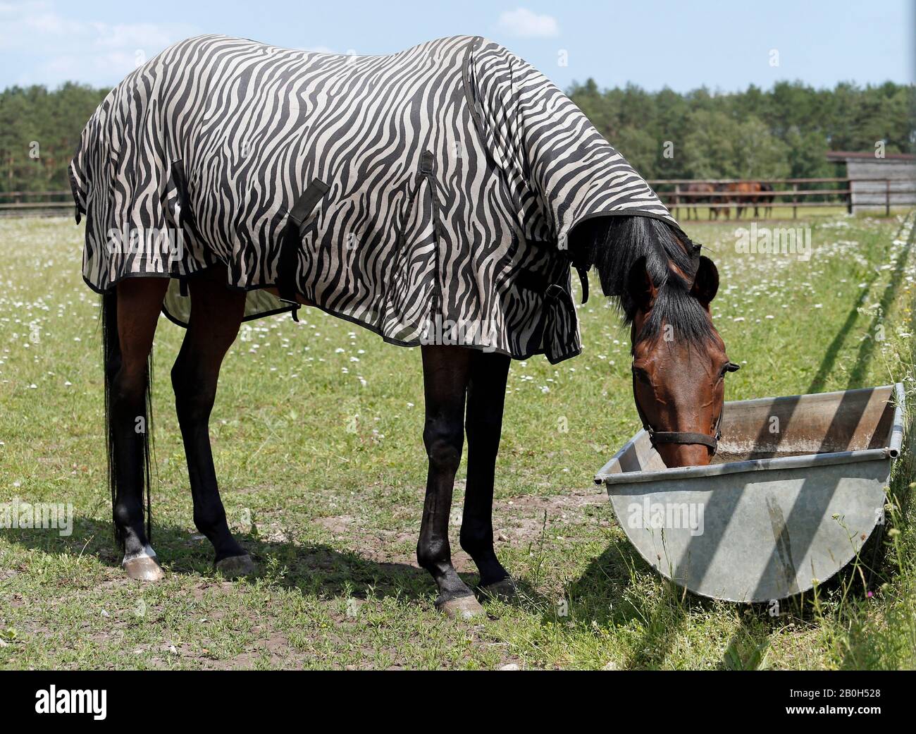 Zebra blanket hi-res stock photography and images - Alamy