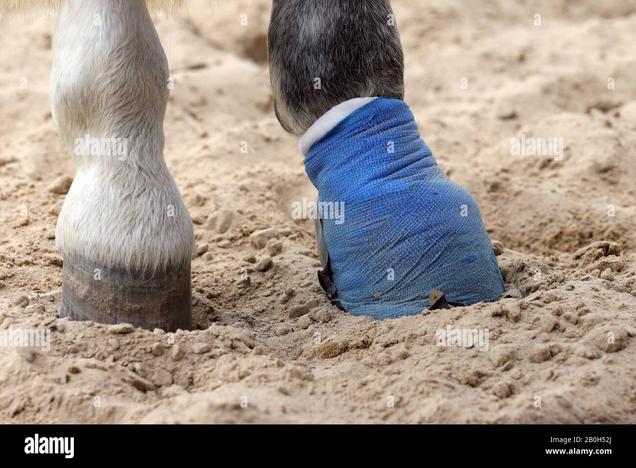 22.06.2019, Vogelsdorf, Brandenburg, Germany - Bandage on the left hind ...