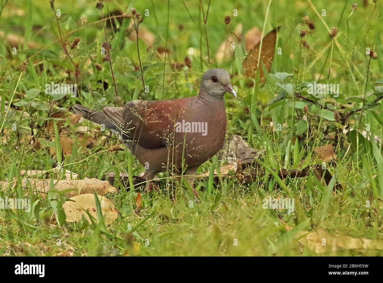Indian turtle dove hi-res stock photography and images - Alamy