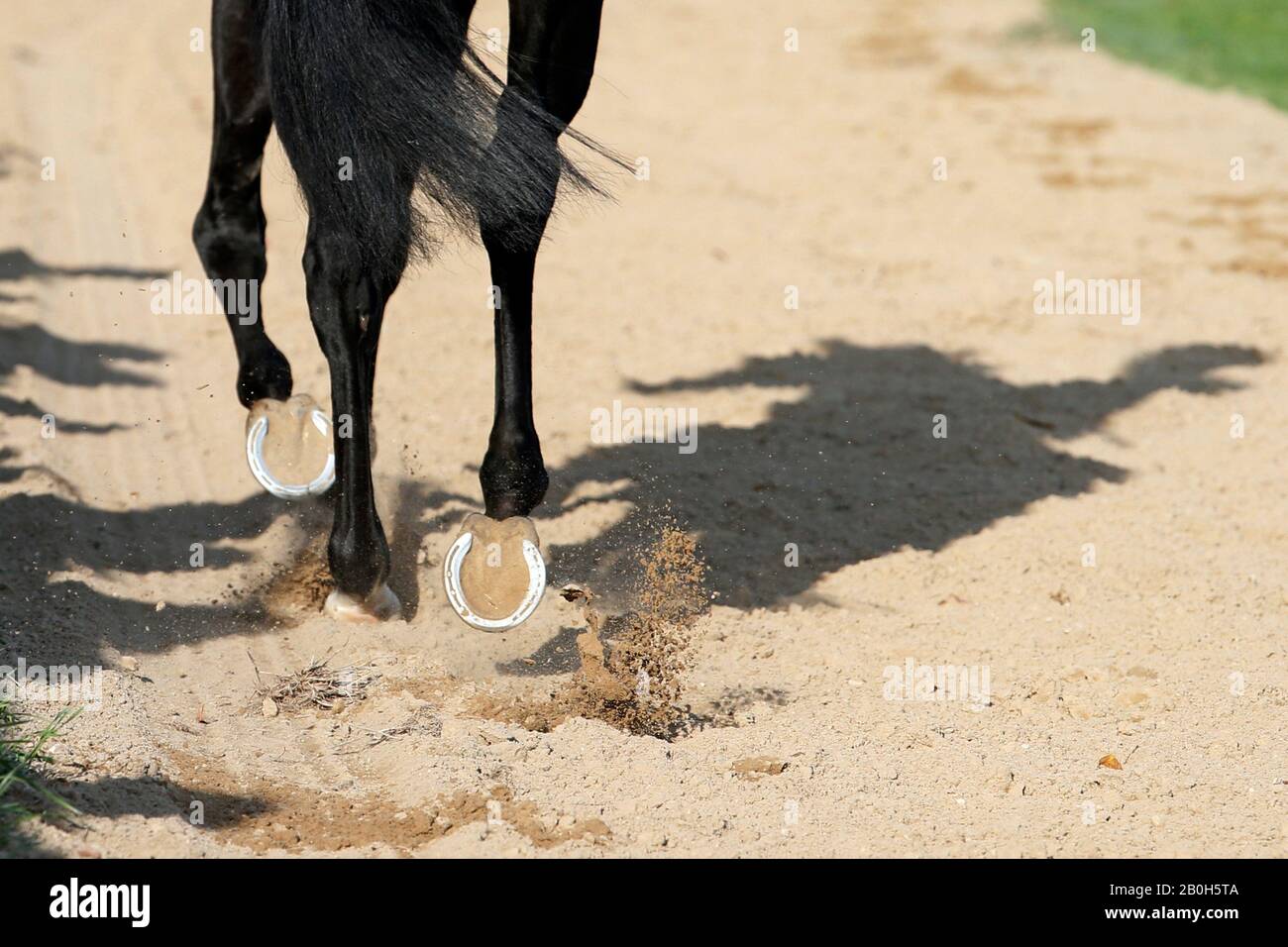 Horse shadow on sand hi-res stock photography and images - Alamy