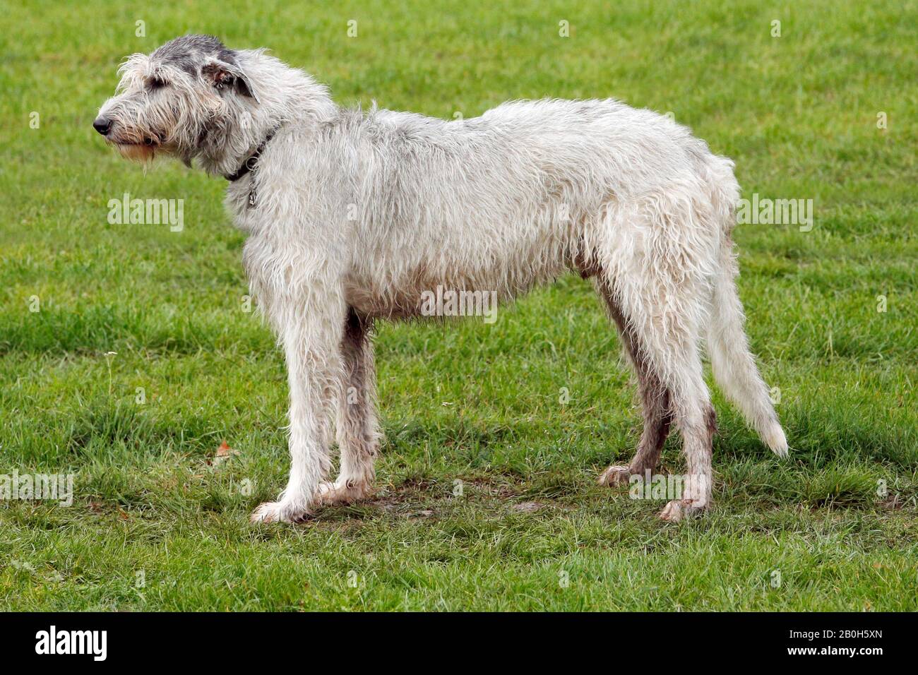 09.11.2019, Magdeburg, Saxony-Anhalt, Germany - Irish Wolfhound in ...