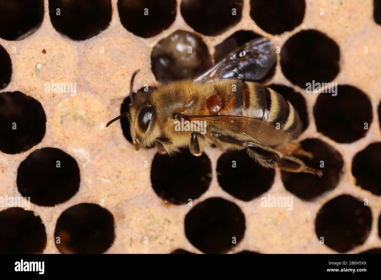 Varroa mite honey bee hi-res stock photography and images - Alamy
