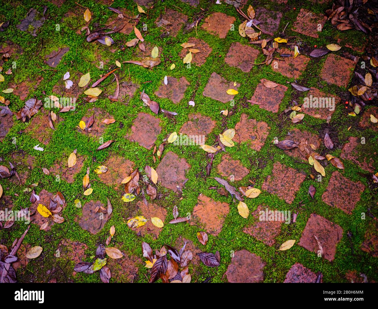 Grass grows between the cracks of an old brick pathway Stock Photo - Alamy
