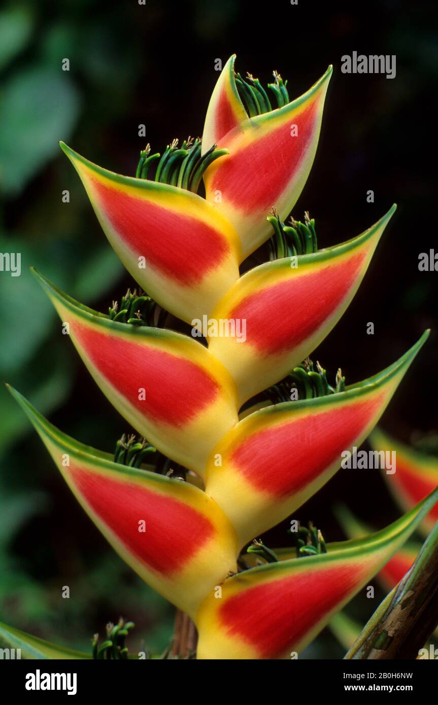 Tropical Flowers Grenada High Resolution Stock Photography and Images ...