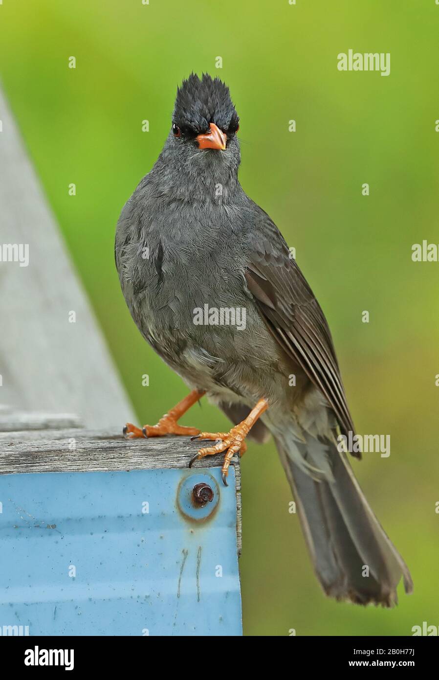 Bulbul indian ocean hi-res stock photography and images - Alamy