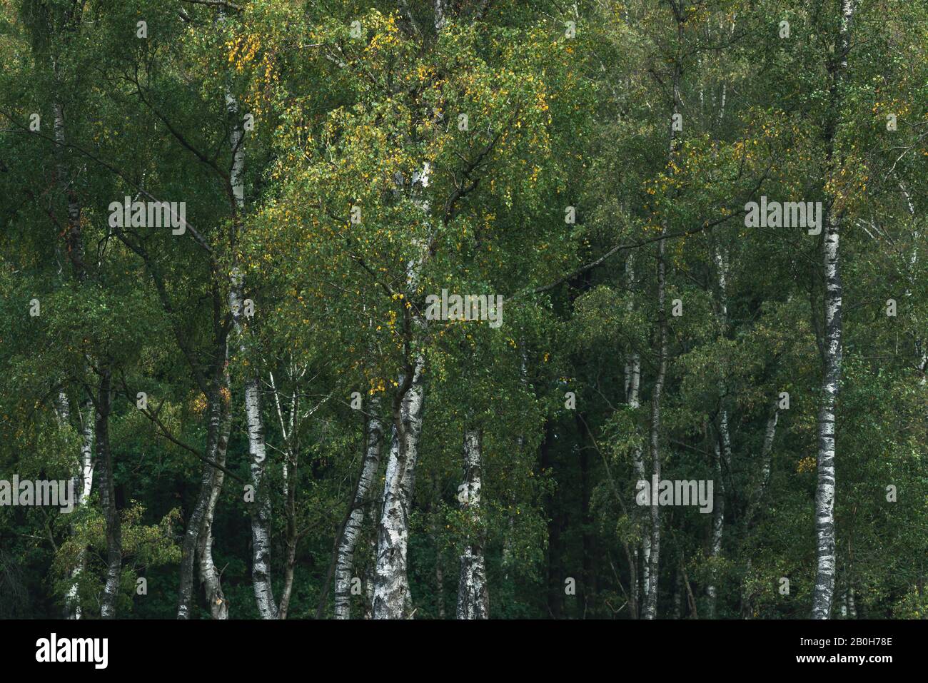 Birch trees with some yellow colored leaves during early autumn Stock Photo - Alamy