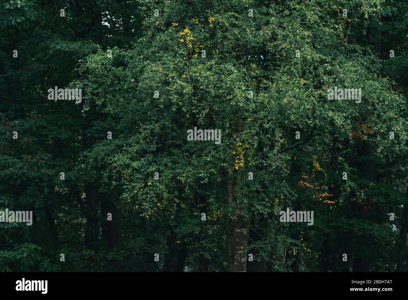 Birch trees with some yellow colored leaves during early autumn Stock ...