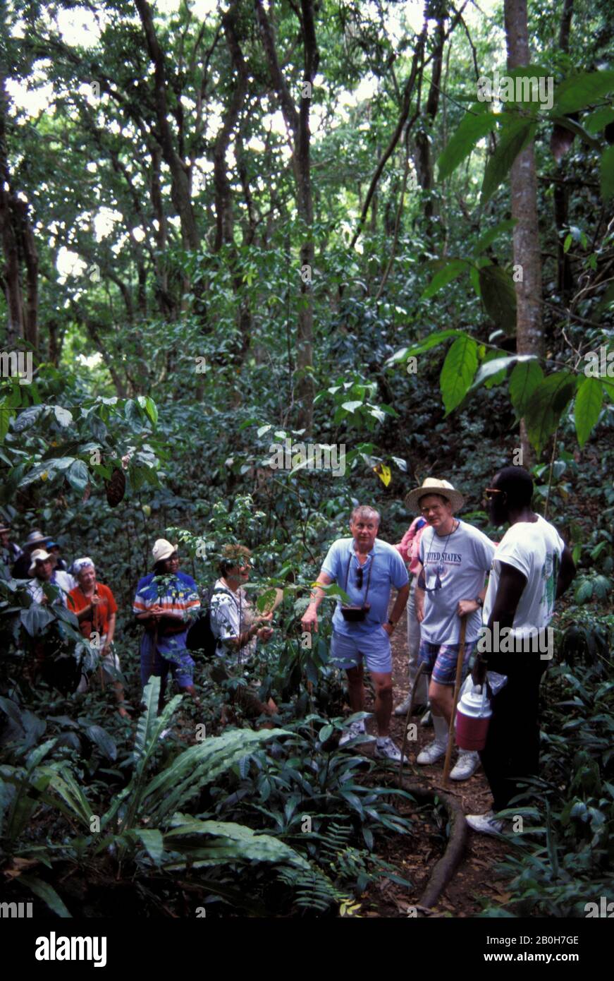ST. KITTS, RAINFOREST, TOURISTS WALKING THROUGH RAINFOREST Stock Photo ...