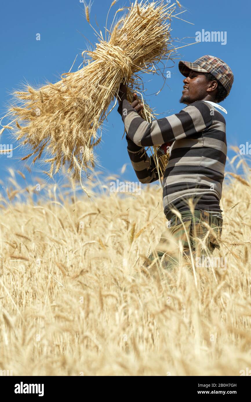 Wheat crop developing country hi-res stock photography and images - Alamy