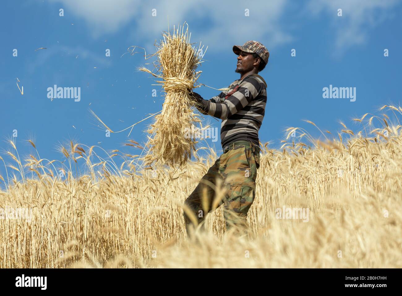 Farmer harvest wheat sickle hi-res stock photography and images - Alamy