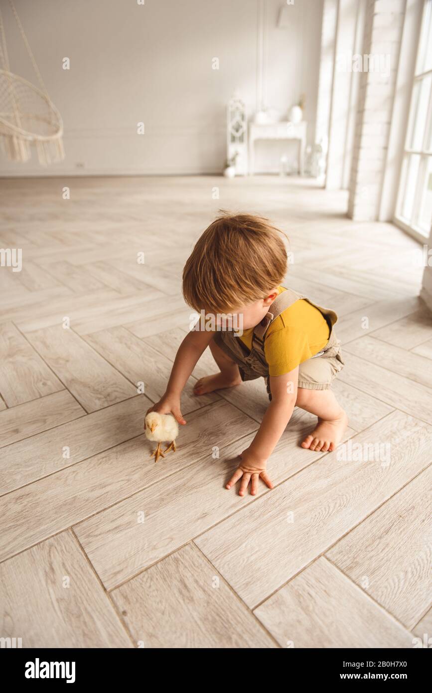 boy playing with ducks for Easter Stock Photo - Alamy