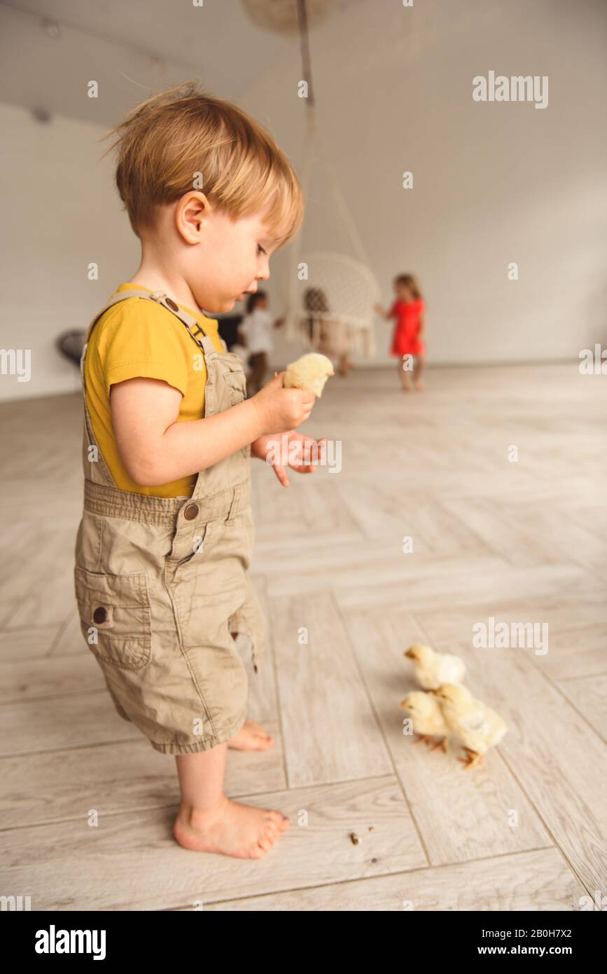 boy playing with ducks for Easter Stock Photo - Alamy
