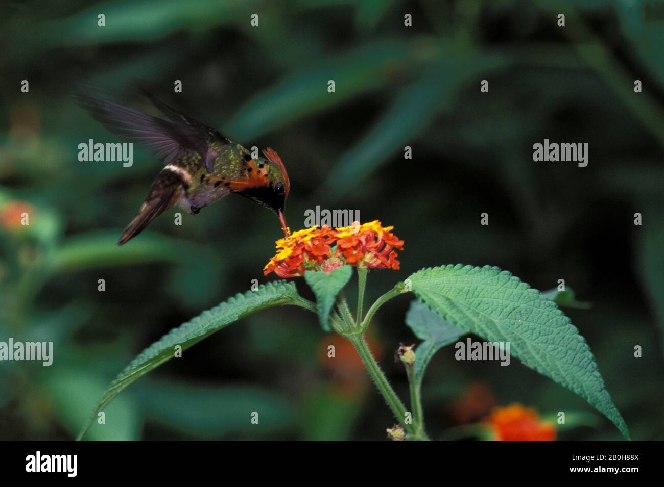 TRINIDAD, ASA WRIGHT NATURE CTR, TUFTED COQUETTE ON FLOWER (HUMMINGBIRD ...