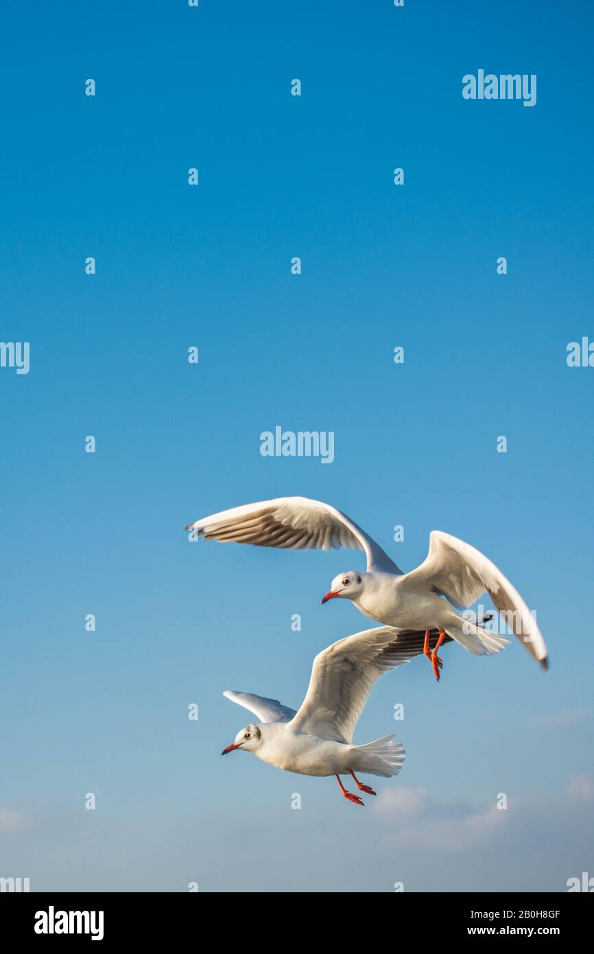 Funny flying bird sky hi-res stock photography and images - Alamy