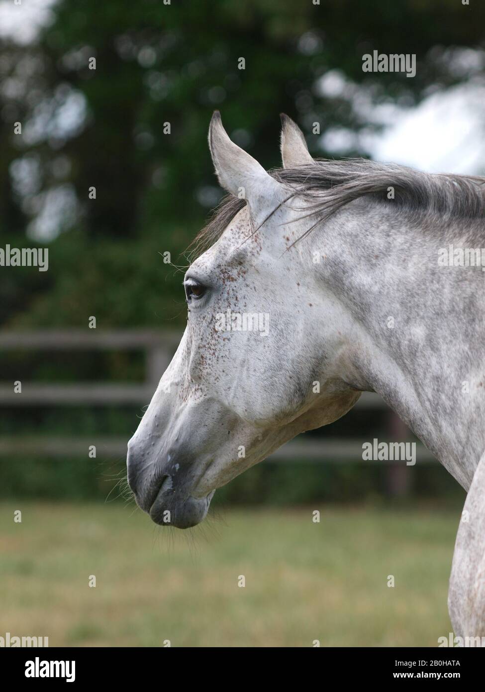 Gray Thoroughbred Horses