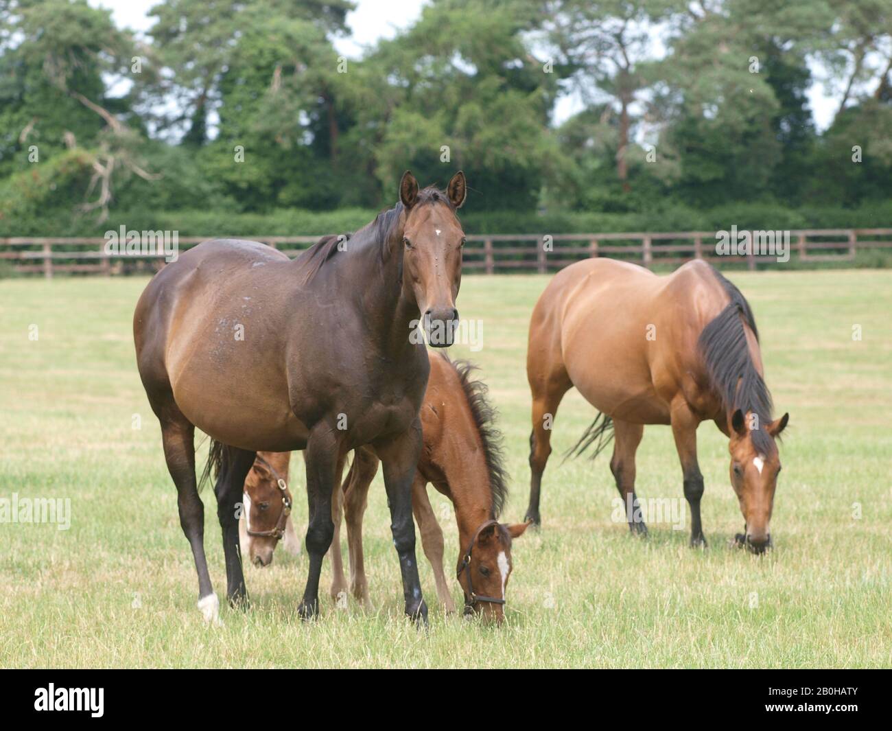 A group of mares and foals in a beautiful grassy paddock at a stud farm ...