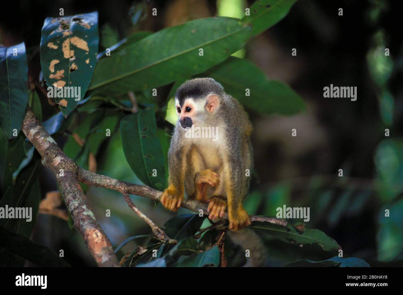 Costa rica rainforest squirrel monkey hi-res stock photography and ...
