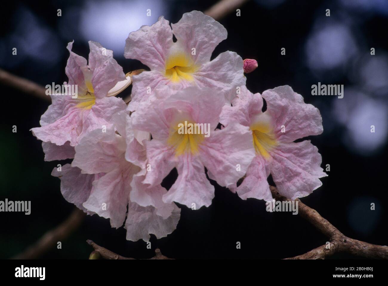 COSTA RICA, MANUEL ANTONIO NATIONAL PARK, POUI TREE (Rosea tabebuia ...