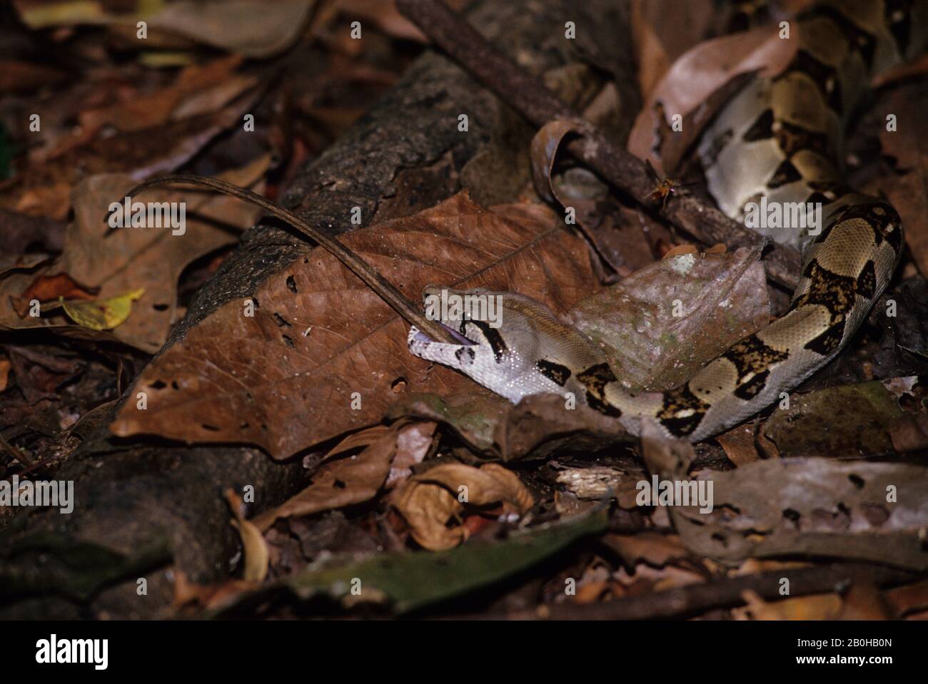 COSTA RICA, MANUEL ANTONIO NATIONAL PARK, RAIN FOREST, BOA CONSTRICTOR ...