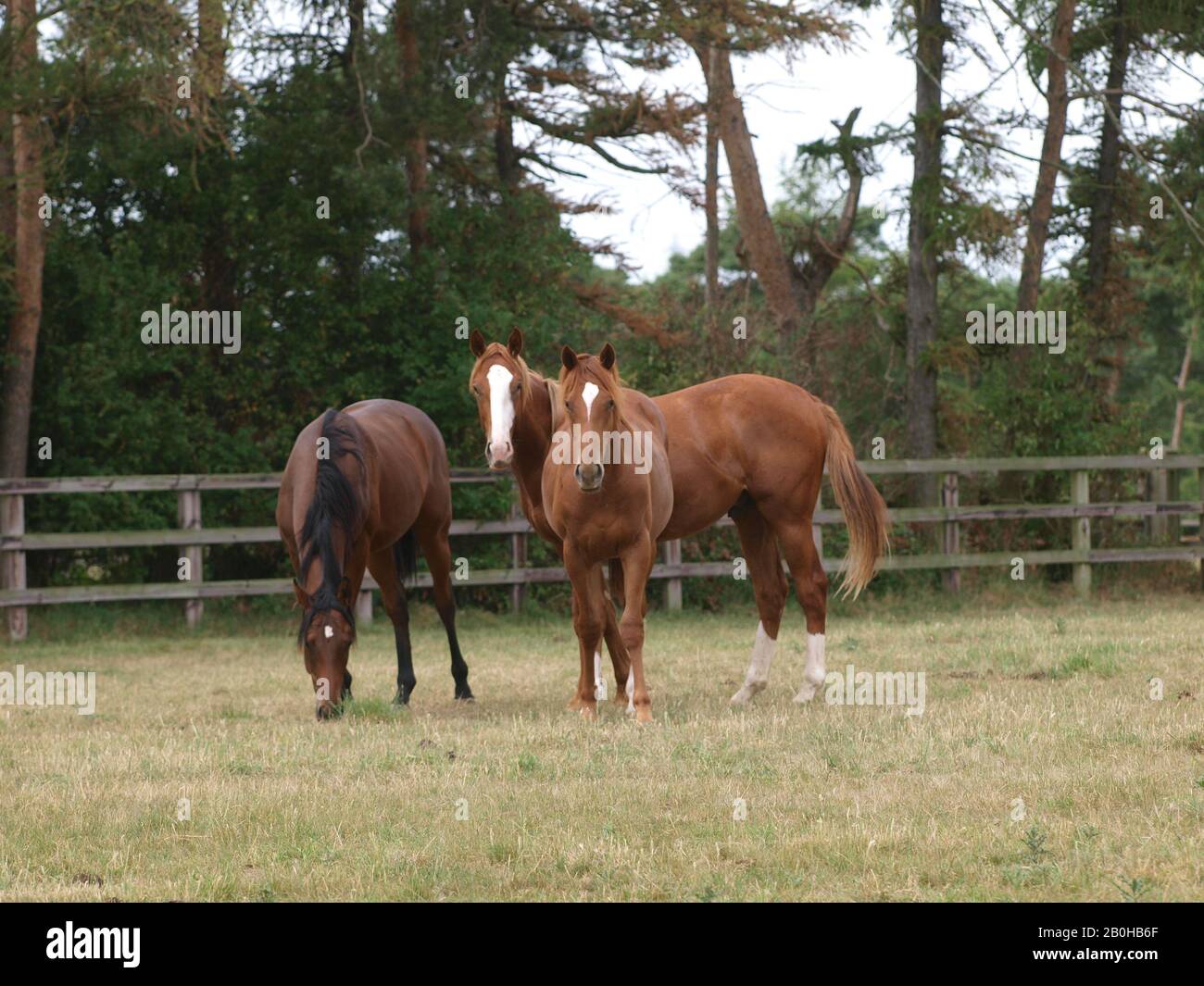 Three young thoroughbreds play in a paddock at a stud farm Stock Photo ...