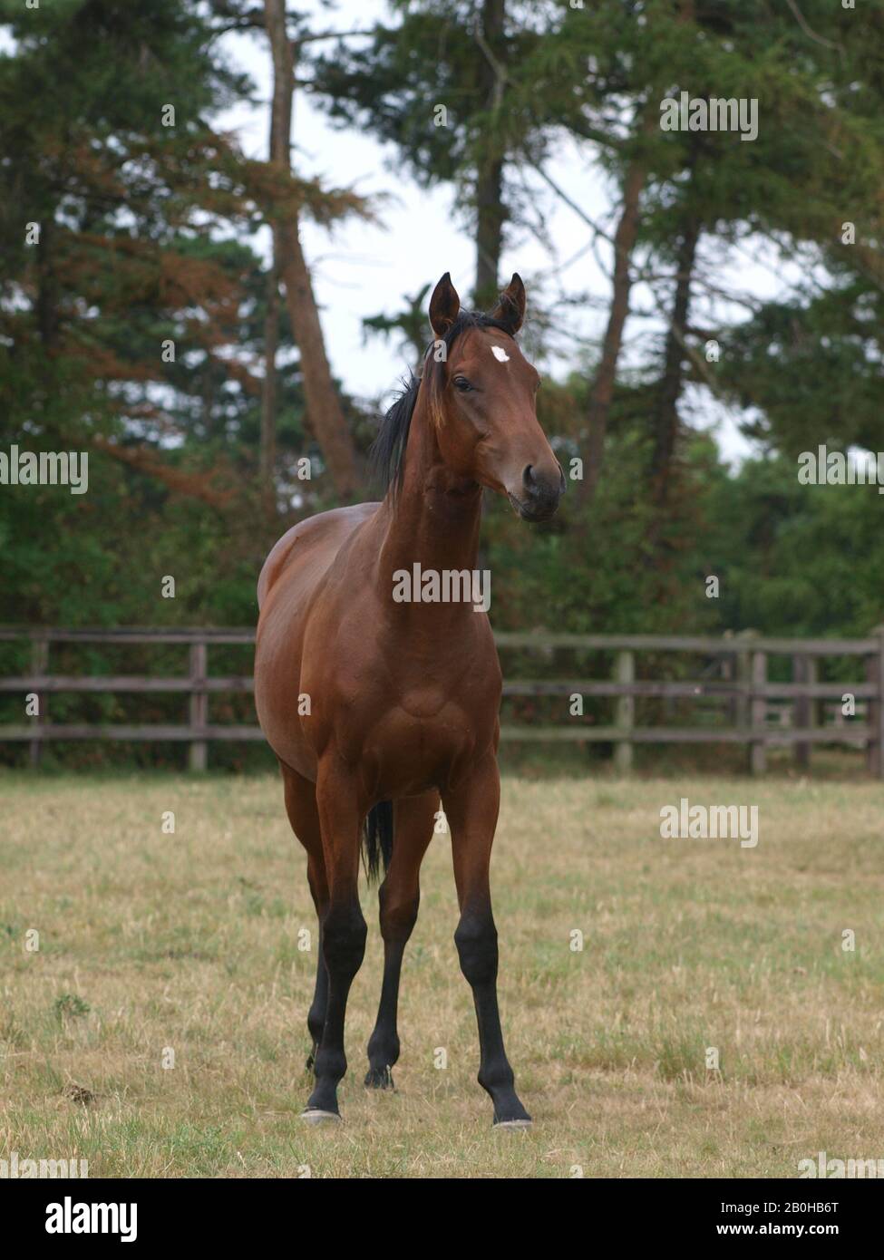 A young bay thoroughbred stands in a paddock at a stud farm Stock Photo ...