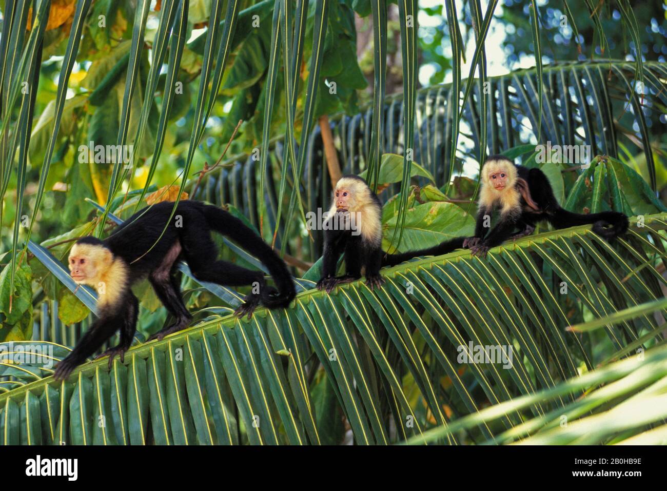 COSTA RICA, MANUEL ANTONIO NP, RAIN FOREST, WHITE-FACED CAPUCHIN ...