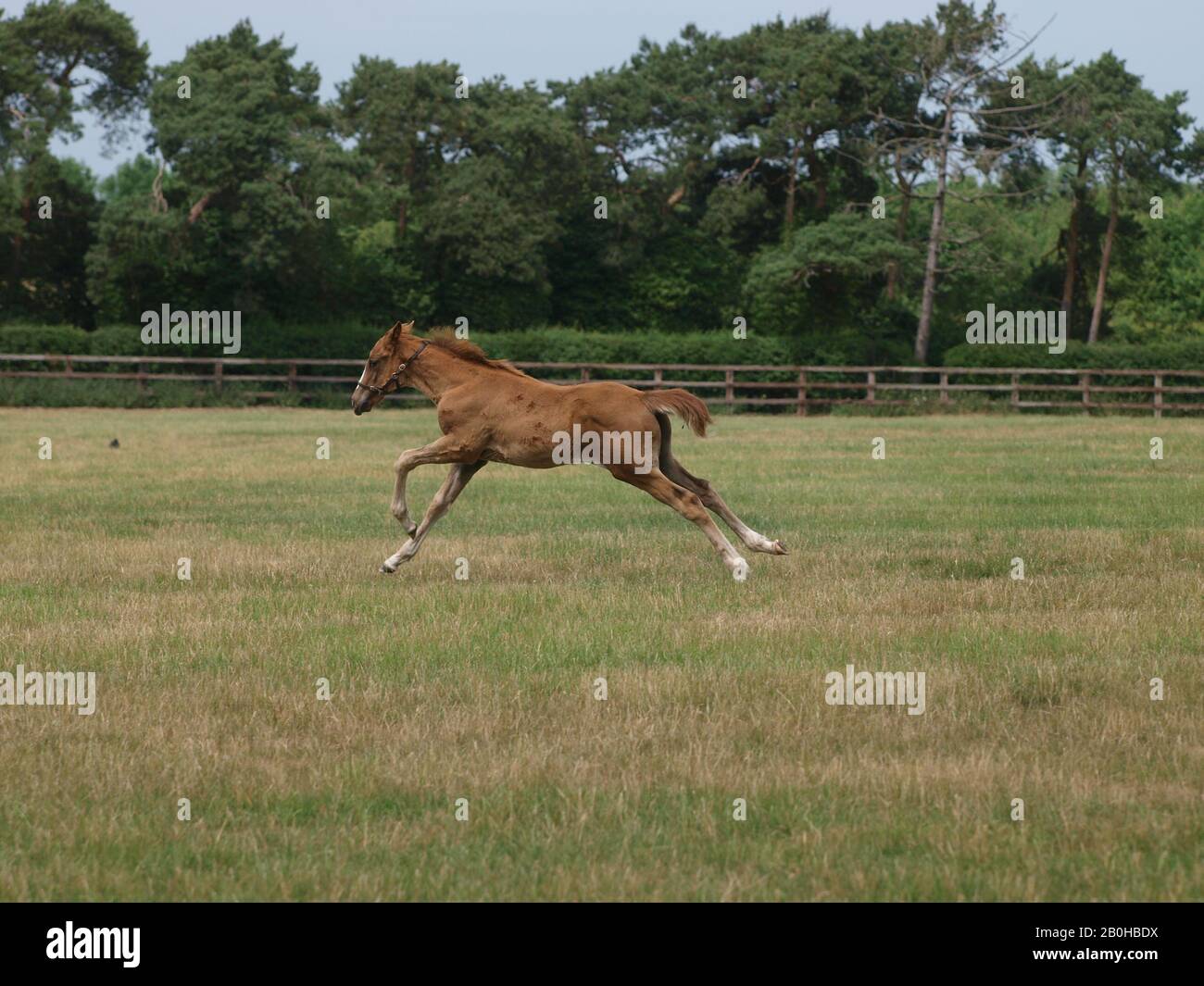 A young foal gallops through a paddock at a stud farm Stock Photo - Alamy