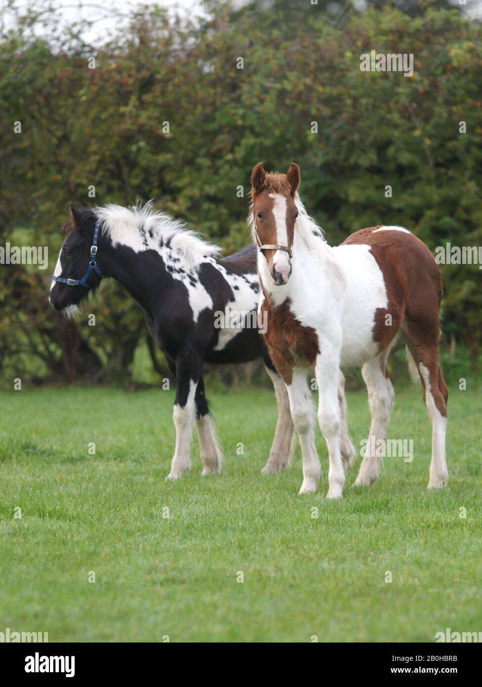 Two young coloured ponies stand next to each other in a paddock Stock ...