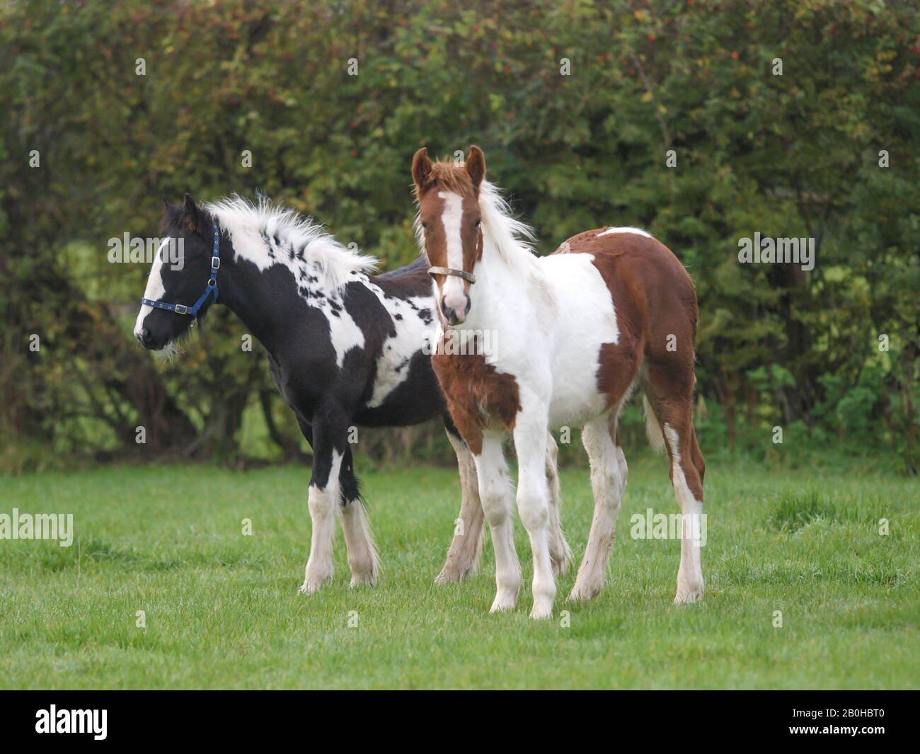 Coloured ponies hi-res stock photography and images - Alamy
