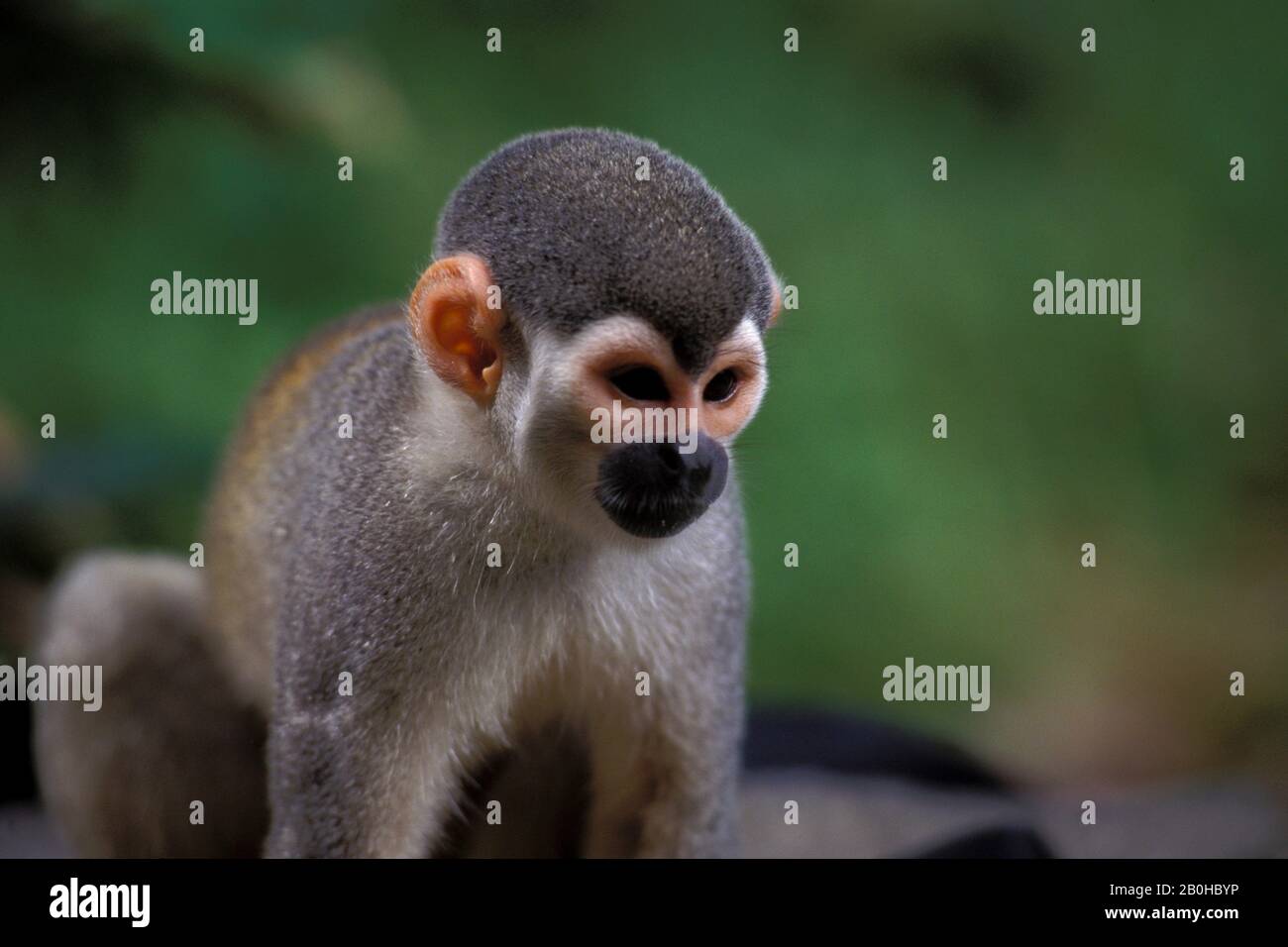 BRAZIL, MANAUS, SQUIRREL MONKEY Stock Photo - Alamy